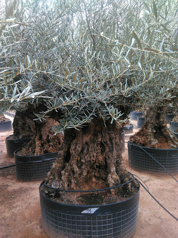 Pálmavilág - Áruház - Olajfa