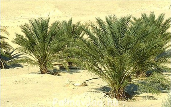 Phoenix dactylifera : Phoenix dactylifera